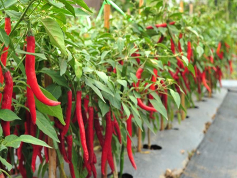 Panduan Lengkap Merawat Kebun Cabe di Indonesia - Kebun Indonesia