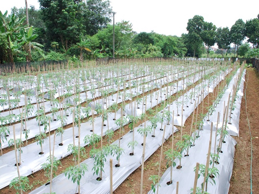 Panduan Lengkap Merawat Kebun Cabe di Indonesia - Kebun Indonesia