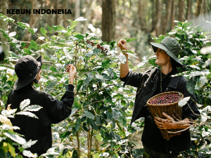 Kopi Nusantara: Cerita di Balik Kebun Kopi Terbaik Indonesia - Kebun Indonesia